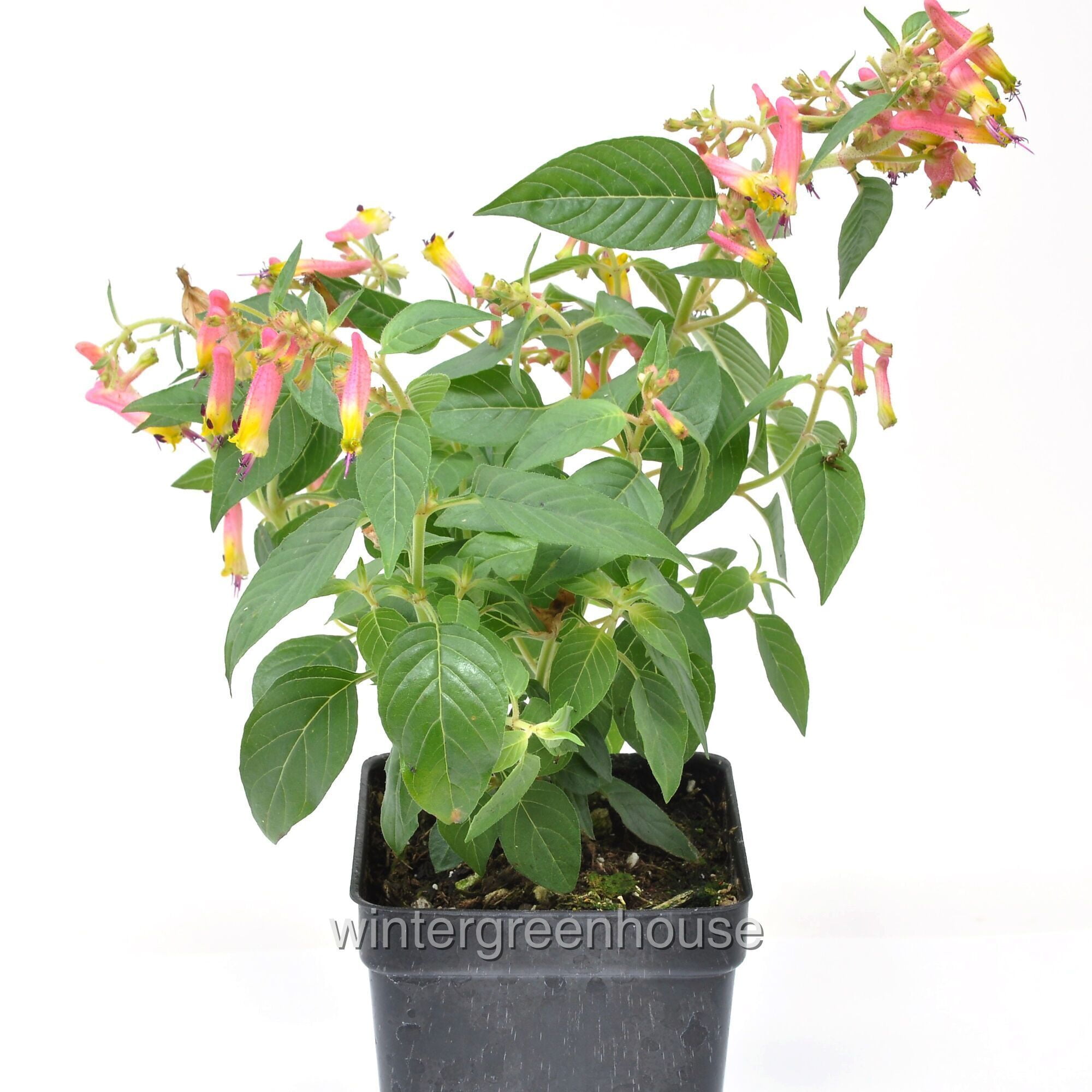 Cuphea Cyanea Ashevilla Pink Cigar Plant, Pot Size: 3" - Indoor ...
