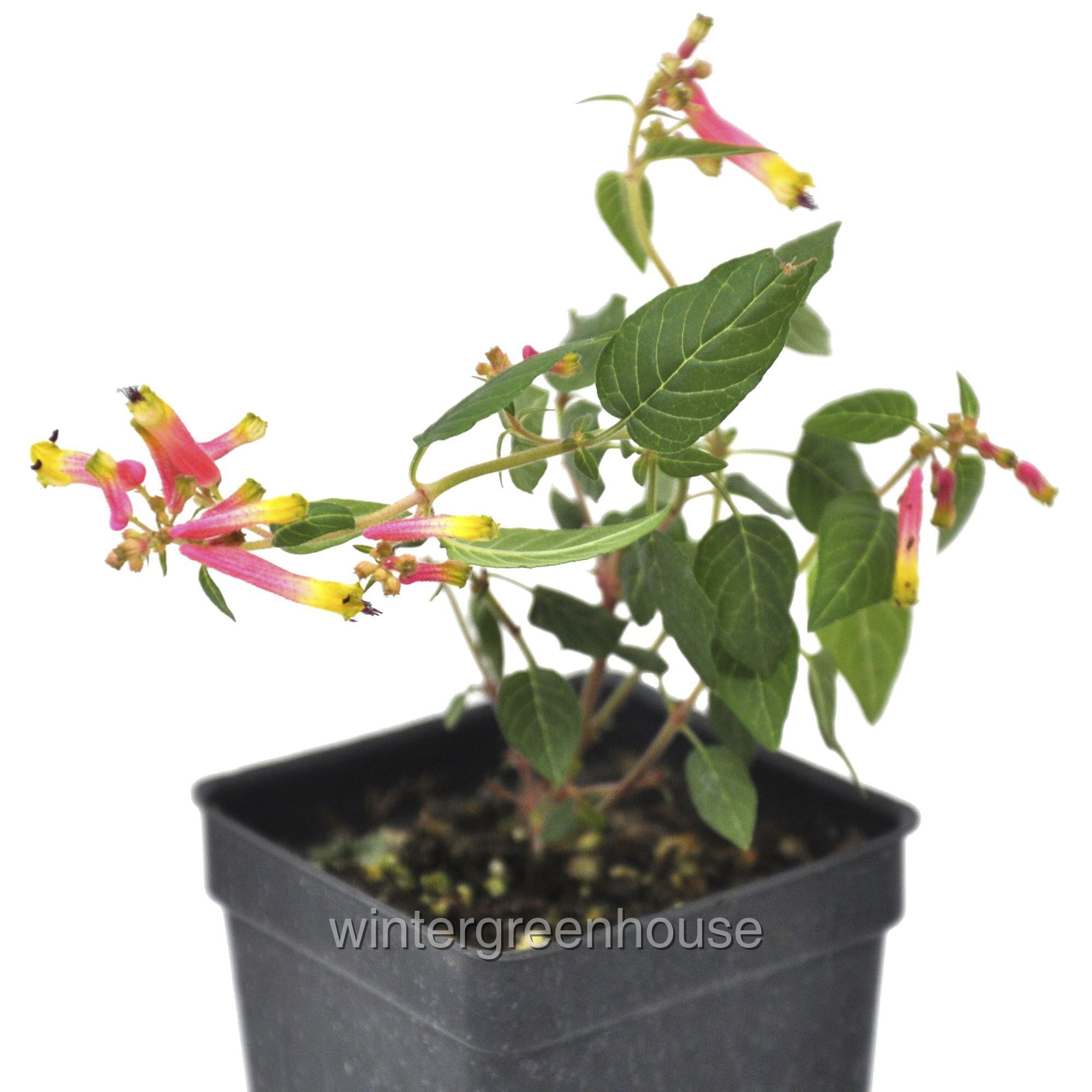 Cuphea Cyanea Ashevilla Pink Cigar Plant, Pot Size: 3" - Indoor ...