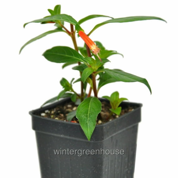 Cuphea Ignea, Firecracker Plant - Pot Size: 3" (2.6x3.5") - Flowering ...