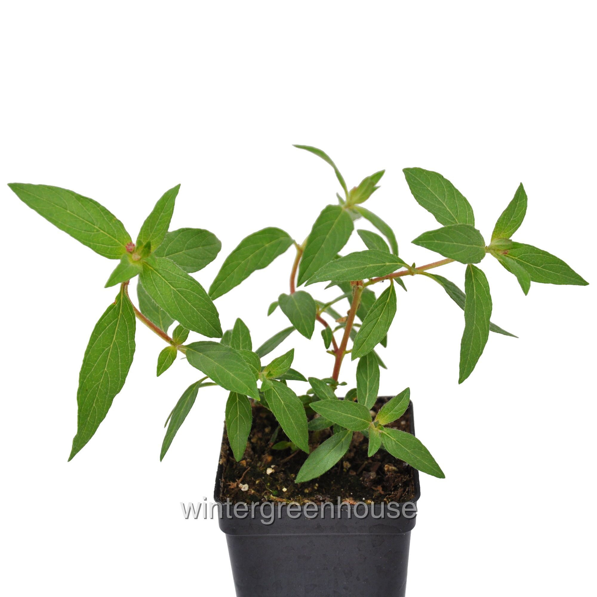 Cuphea Llavea Bat-faced Red Cuphea - 3" Pot Size - Perennial Flowers ...