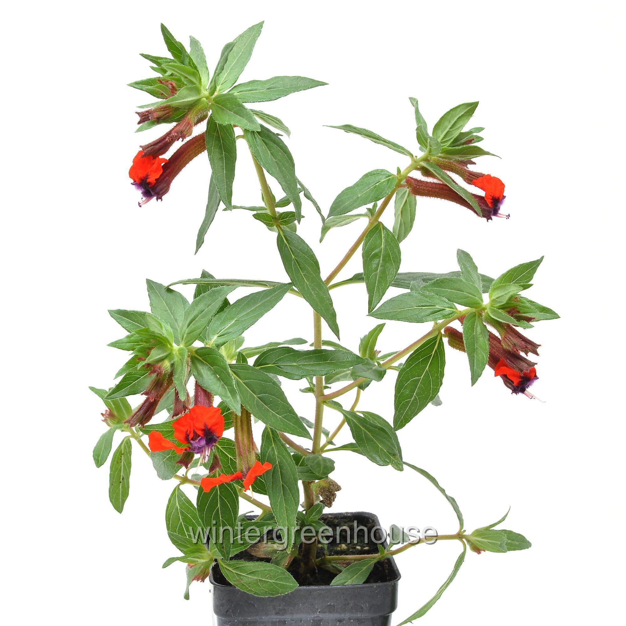 Cuphea Llavea Bat-faced Red Cuphea - 3" Pot Size - Perennial Flowers ...