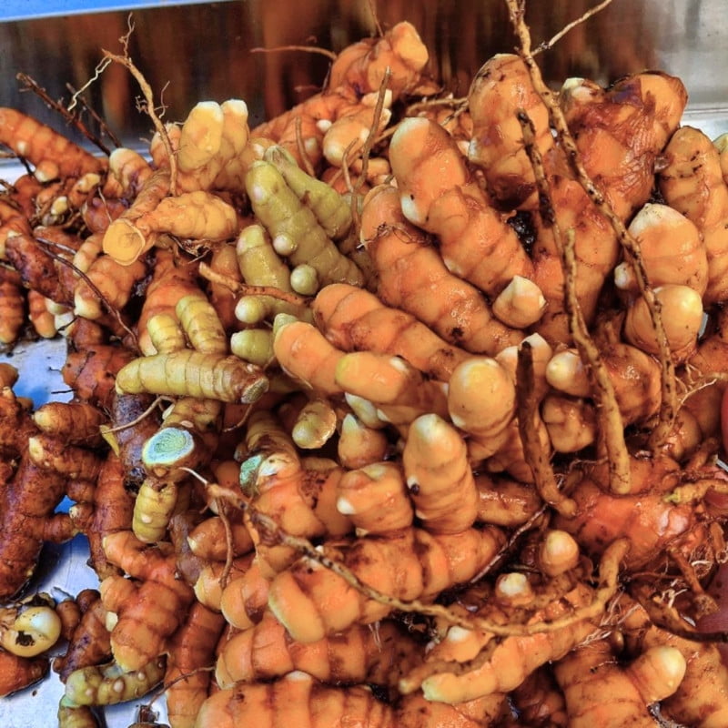 Curcuma Turmeric Ginger Plants 4-8 Inch Tall, Live Ginger Plant ...