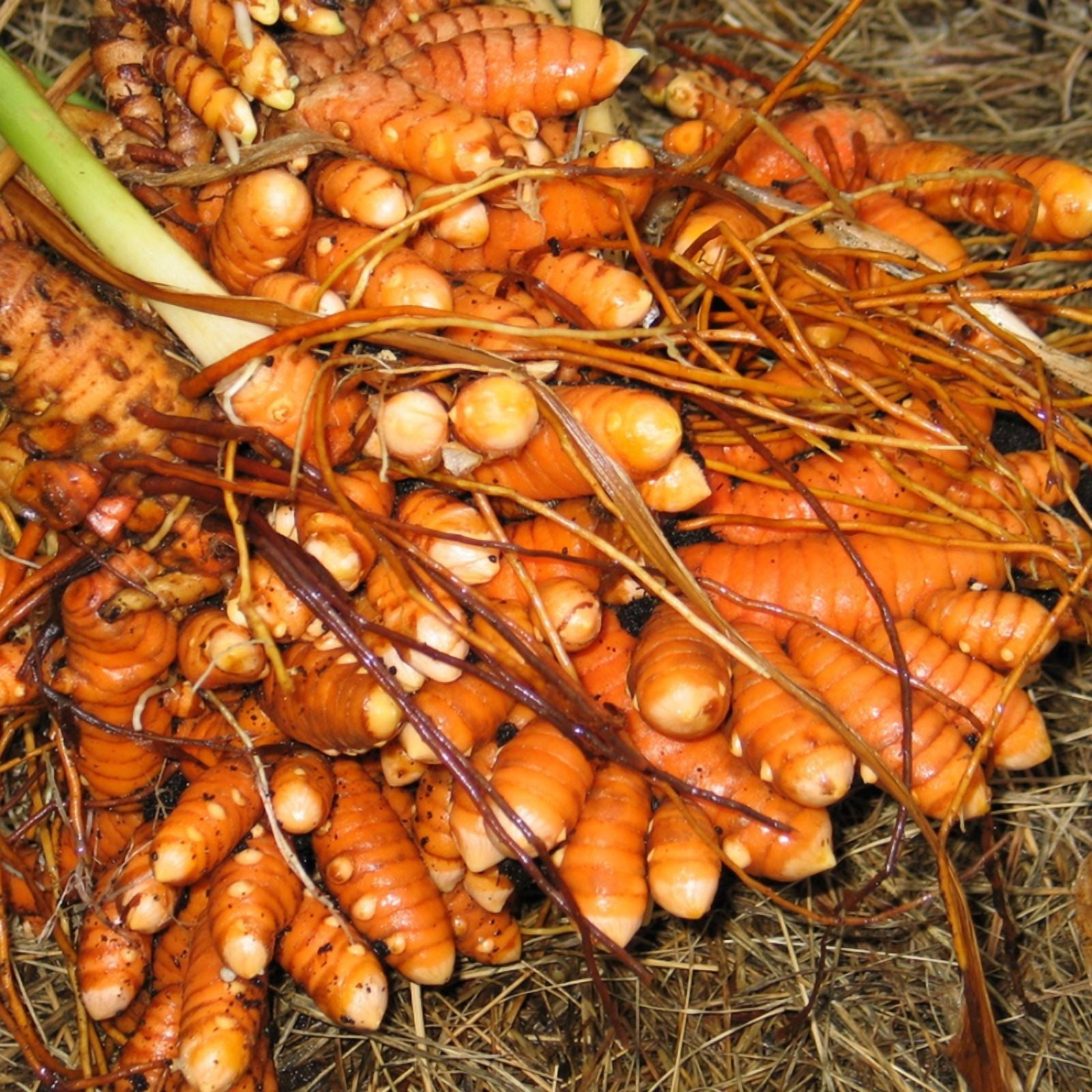 Curcuma Yellow Turmeric Plant, Turmeric Plant for Outdoor Garden, 4 ...