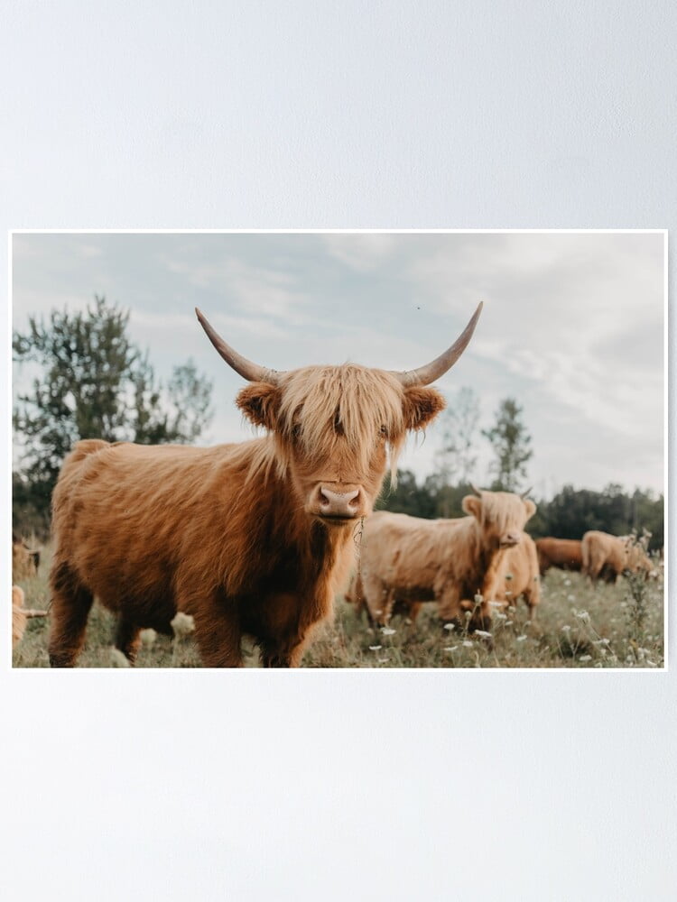 Curious Highland Cow Fashion Art Decor Frame - Walmart.com
