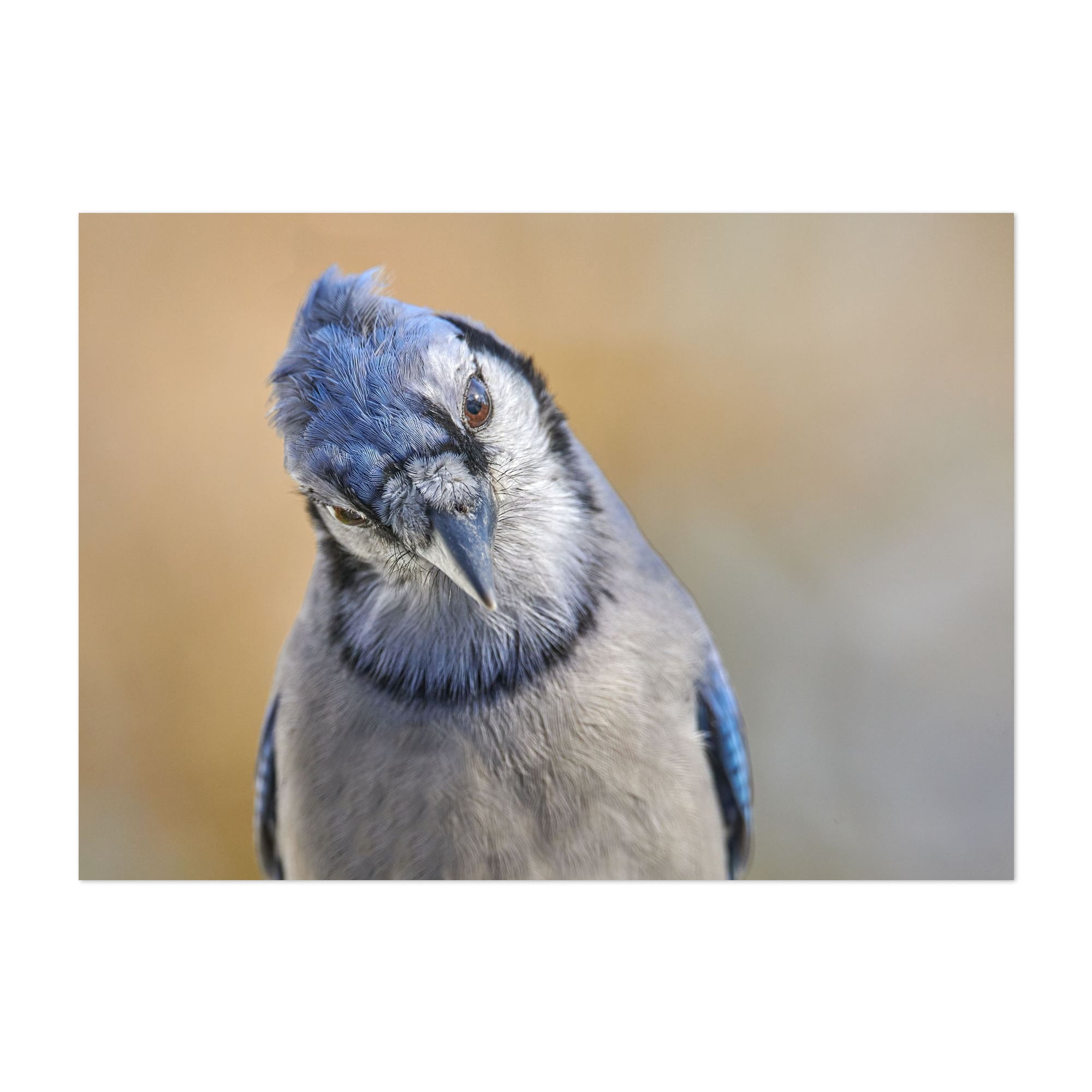 Curious Jay - Photography Bird Wildlife Nature Animal Woodland Portrait ...
