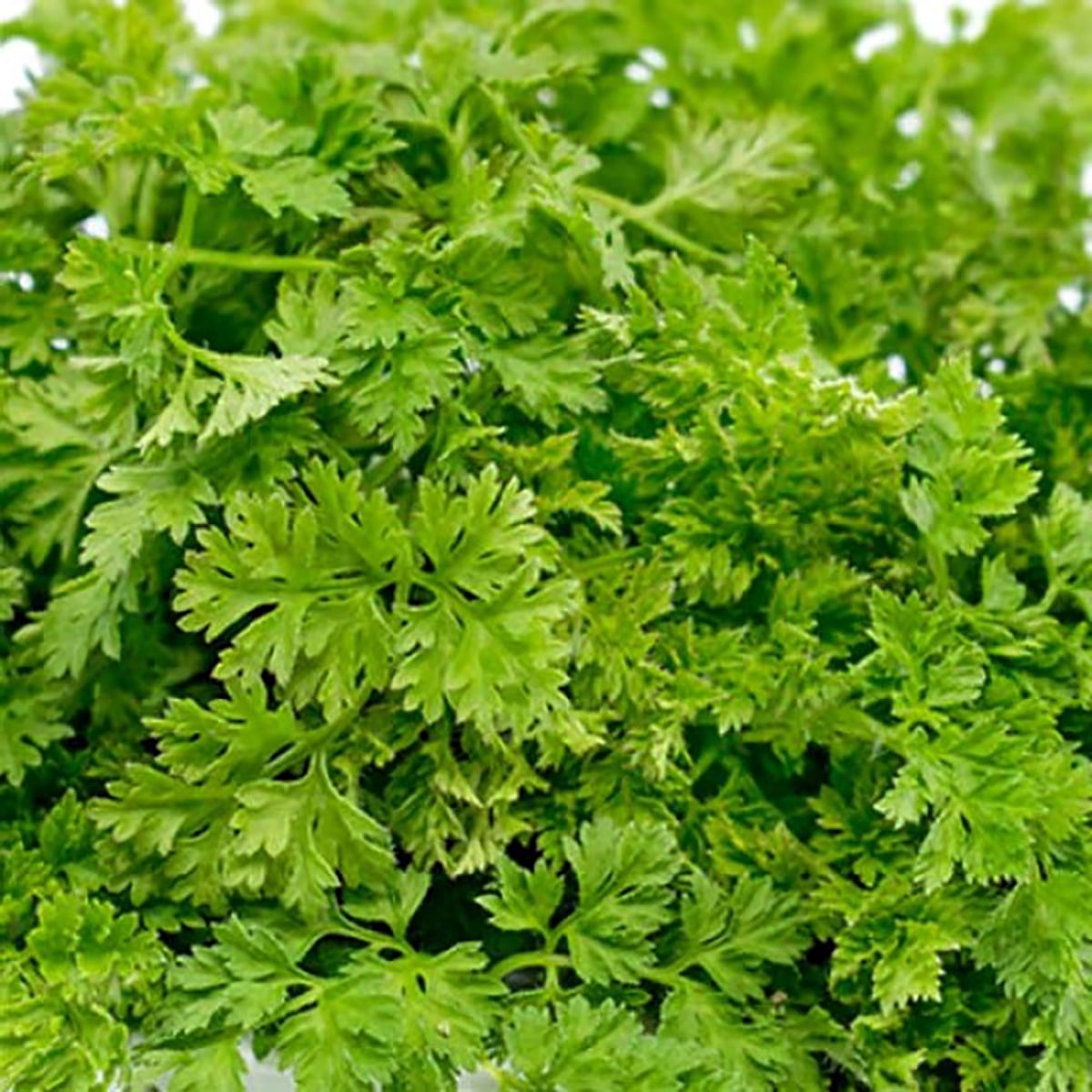 Curled Chervil Herb - Anthriscus cerefolium - 3" Pot - Live Plant ...