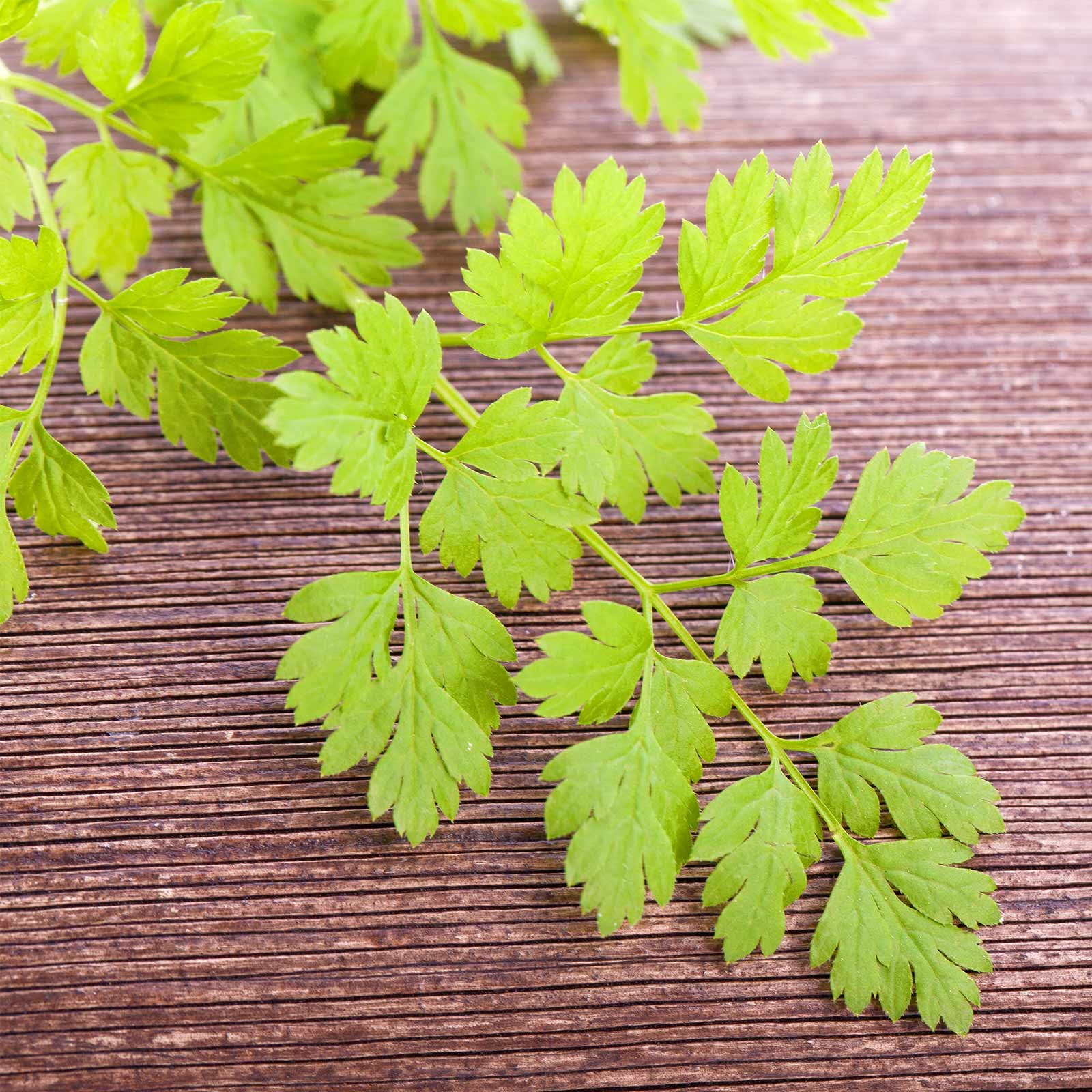 Curled Chervil Herb Garden Seeds - 1 Oz - Non-GMO, Heirloom Herbal ...