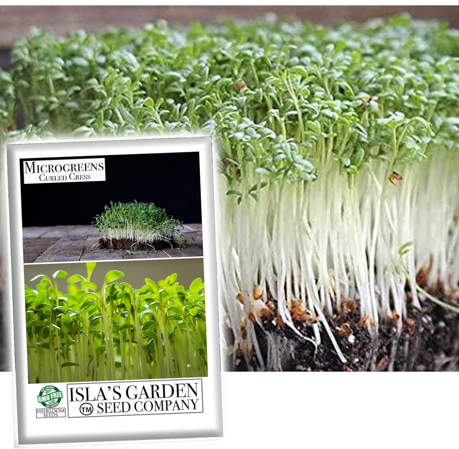 Curled Cress Microgreens Seeds for Planting, 500+ Heirloom Seeds Per ...
