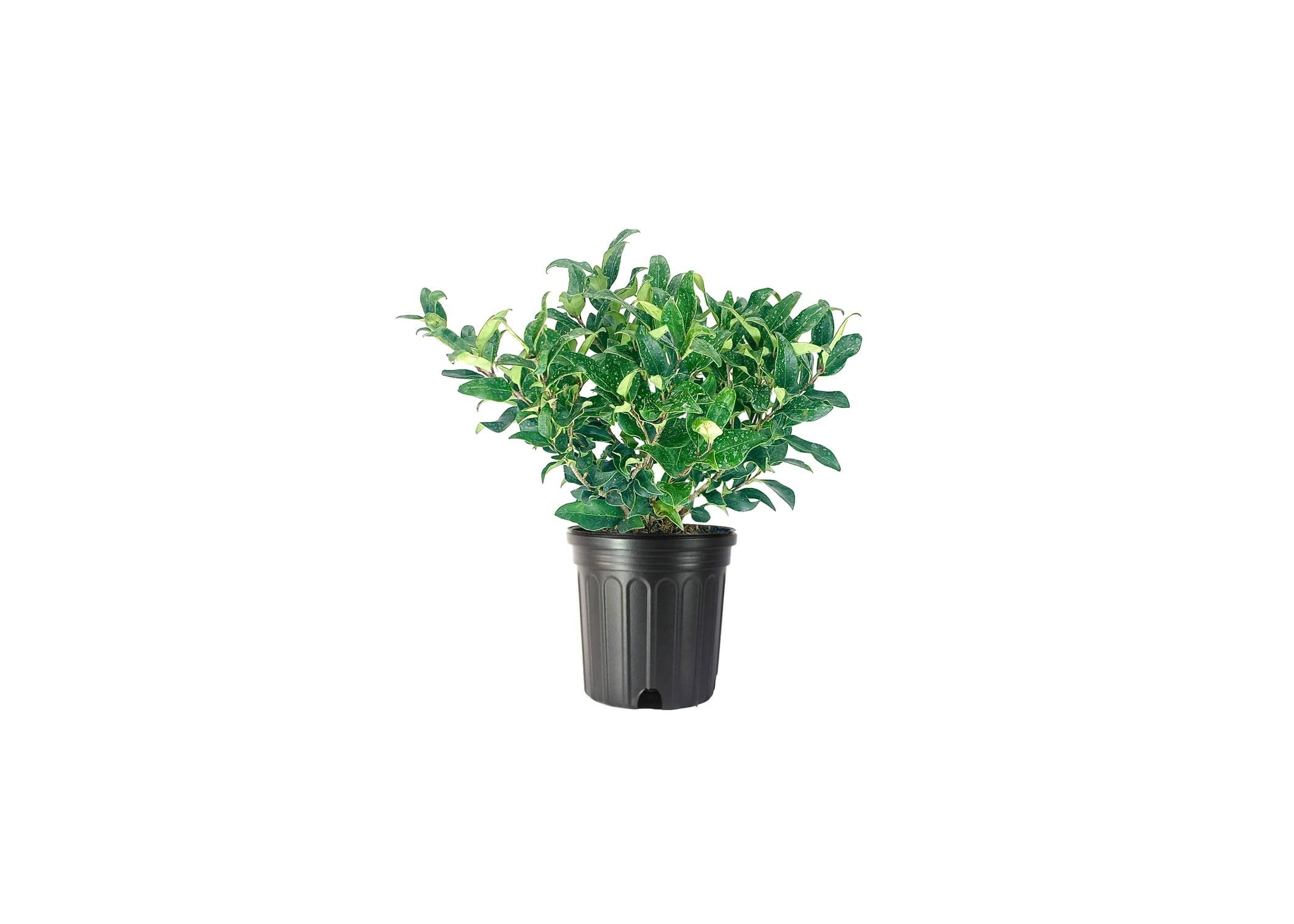 Curled Leaf Privet 1 Large Gallon Size Plant Ligustrum Japonicum ...