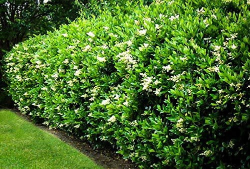 Curled Leaf Privet 1 Live Quart Size Plant Ligustrum Japonicum ...