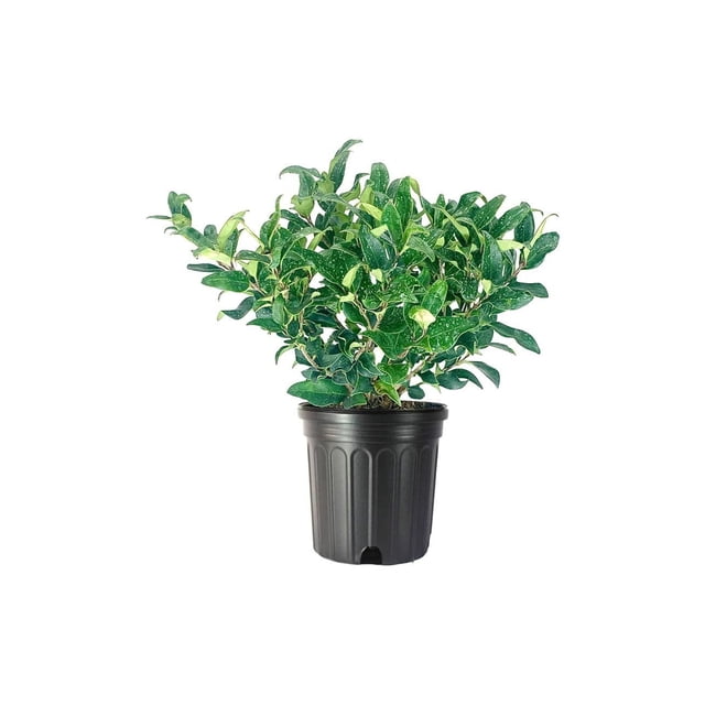 Curled Leaf Privet 2 Large Gallon Size Plants Ligustrum Japonicum ...