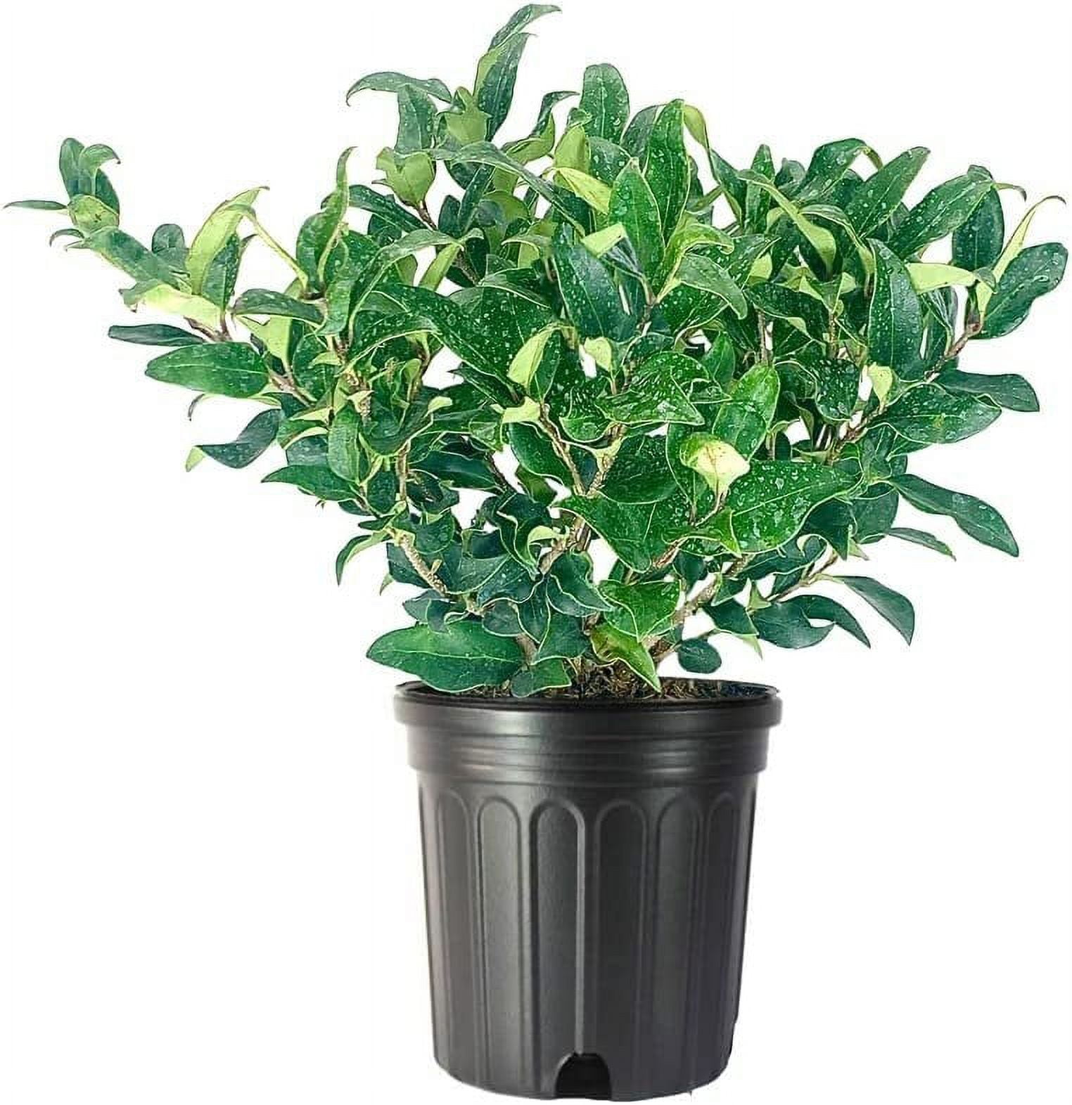 Curled Leaf Privet 2 Large Gallon Size Plants Ligustrum Japonicum ...