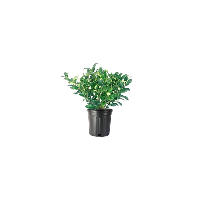 Curled Leaf Privet 3 Large Gallon Size Plants Ligustrum Japonicum ...