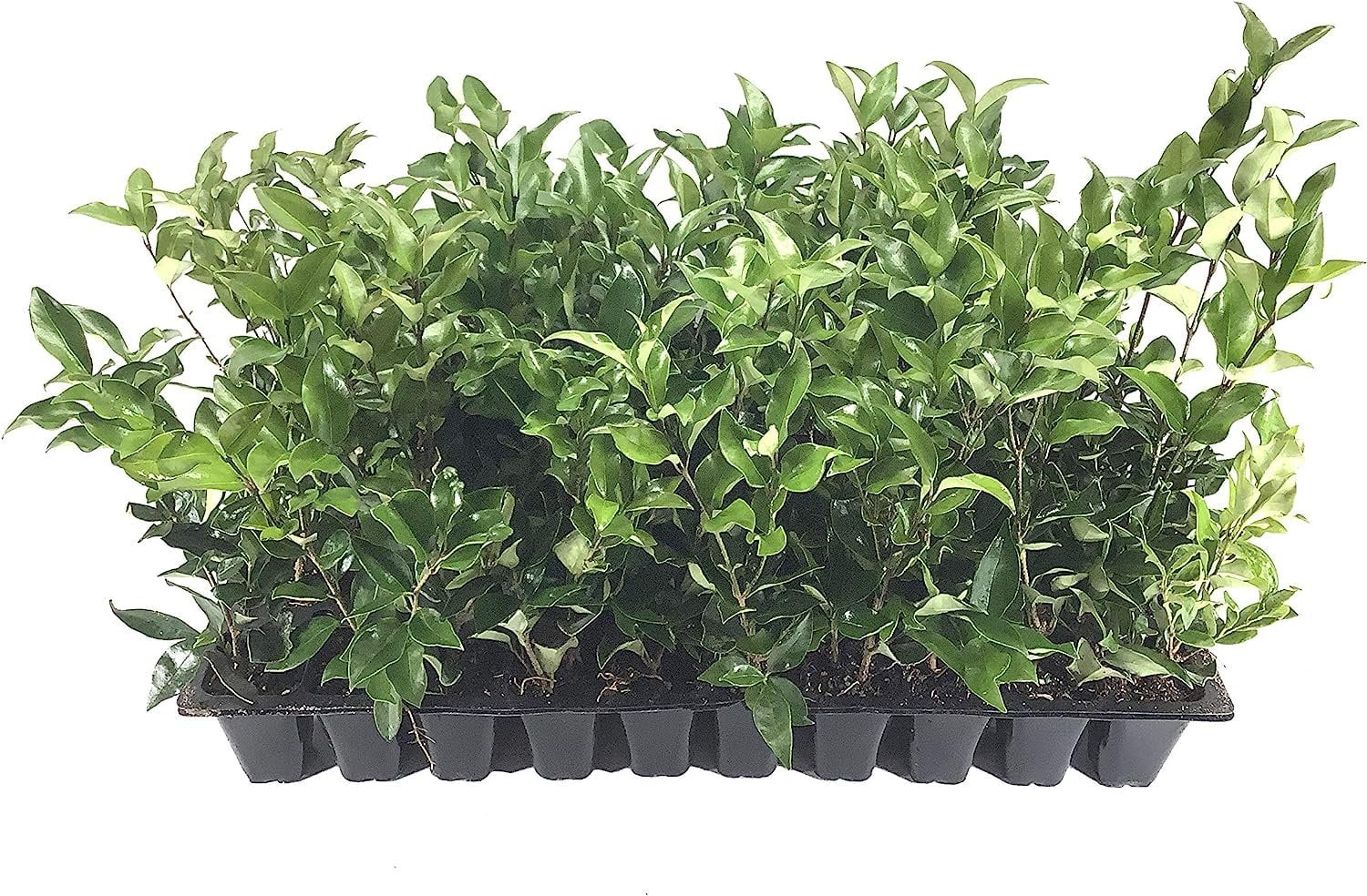 Curled Leaf Privet - Ligustrum Japonicum Recurvifolium - 40 Live Plants ...