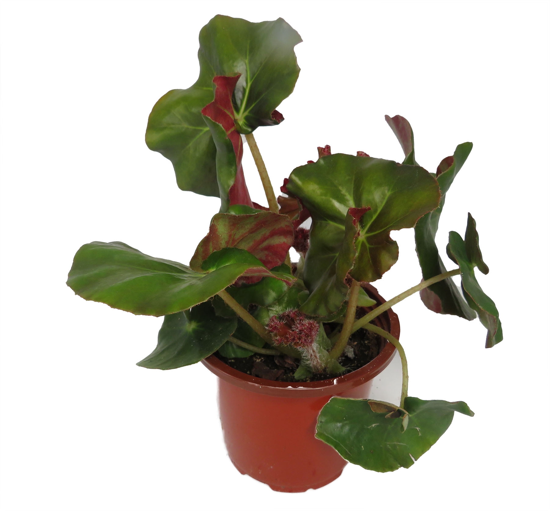 Curly Begonia Plant -Beefsteak Begonia - Erythrophylla Helix - 4.5" Pot ...
