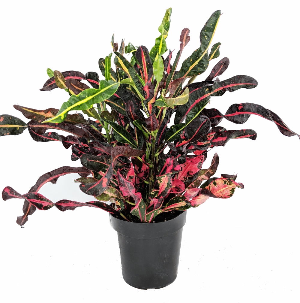 Curly Boy Croton - 6" Pot - House Plant - Walmart.com
