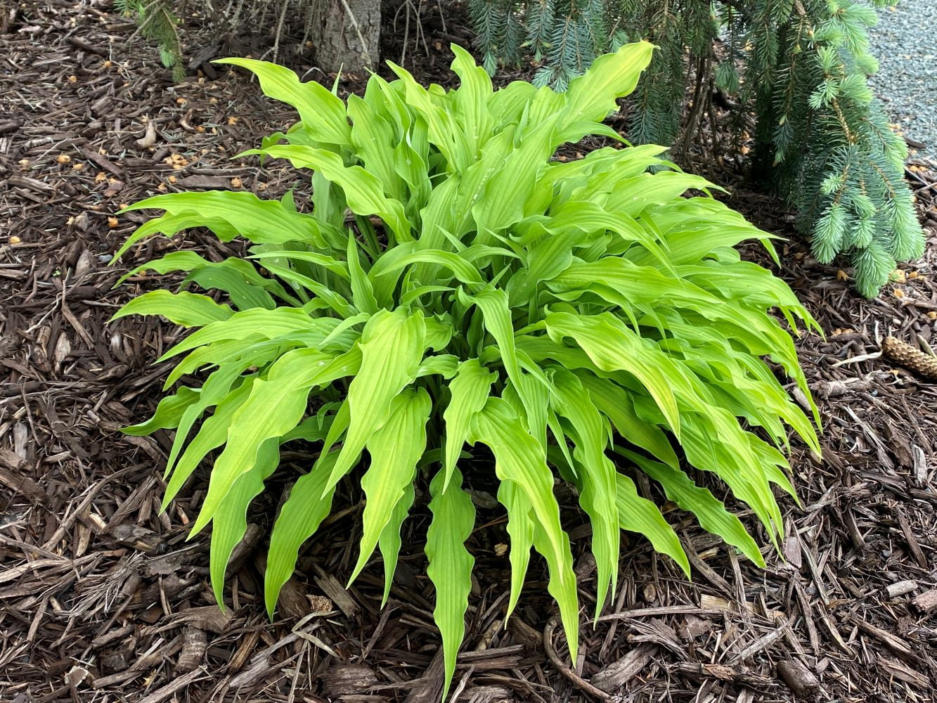 Curly Fries Hosta - Miniature Shade Loving Perennial - 3" Pot - Walmart.com