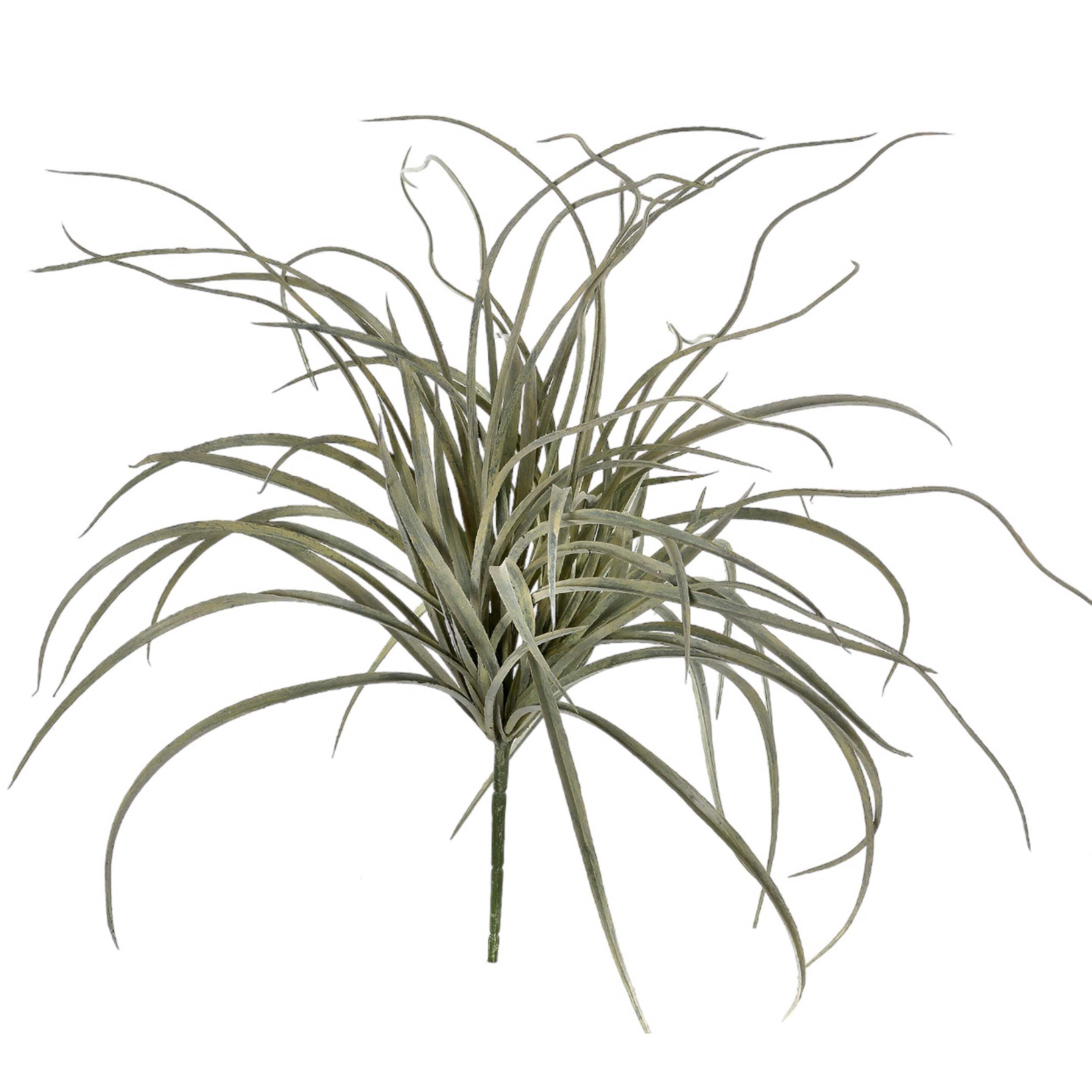Curly Grass Plant