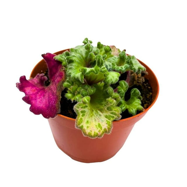 Curly Loki Pink Primulina, 6 inch, Rare Variegated Gesneriad Flowering ...