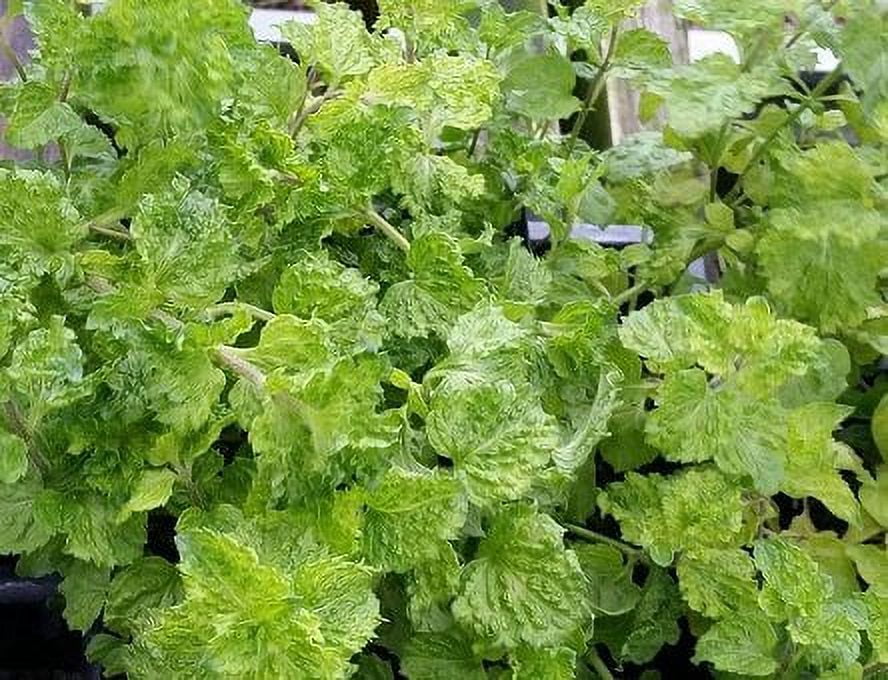 Curly Mint -Mint Sauces, Fruit Salads -Grow Indoors or Out - 3" Pot ...