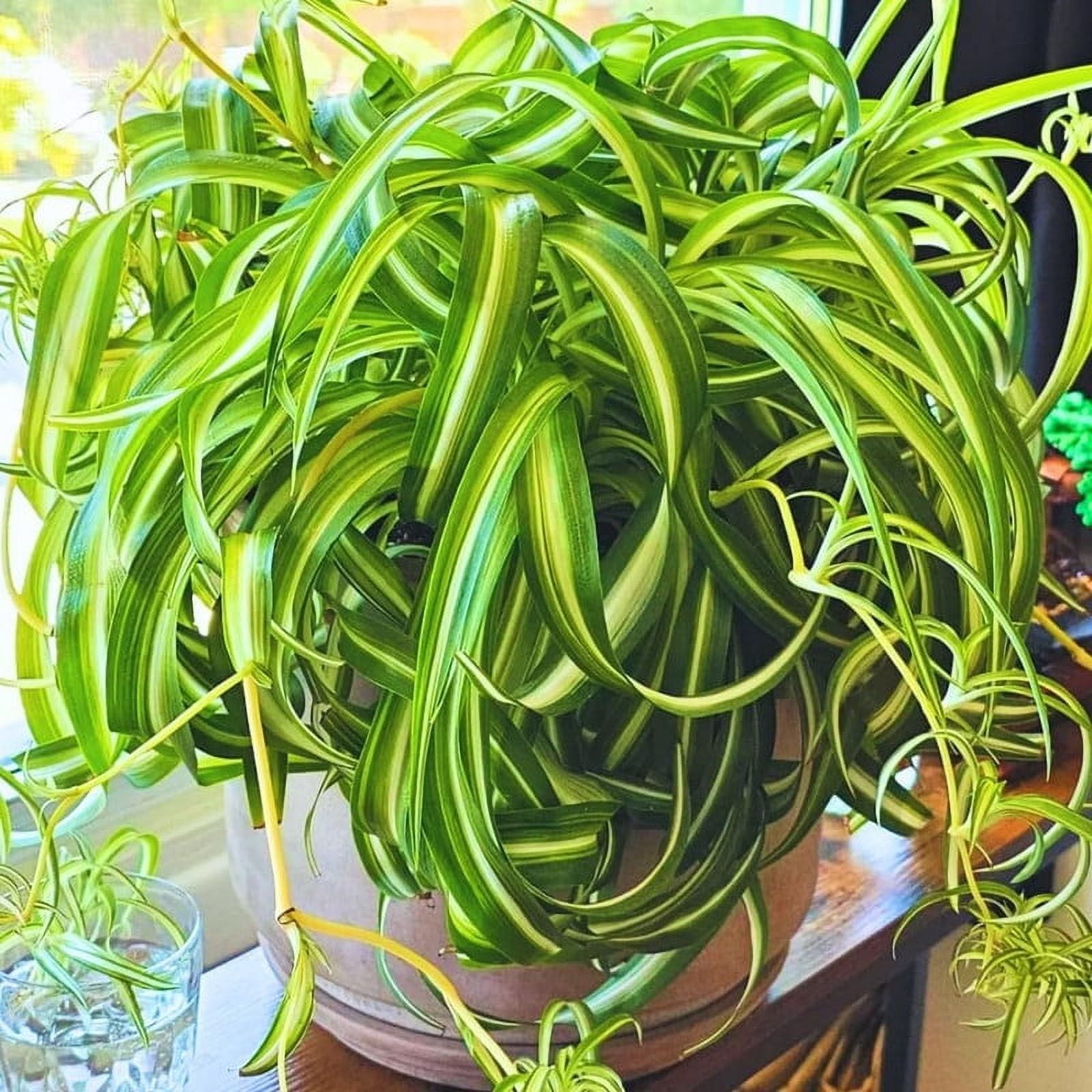 Curly Spider Plant Live Houseplant, In 2" Pot, Trailing Spider Vine ...