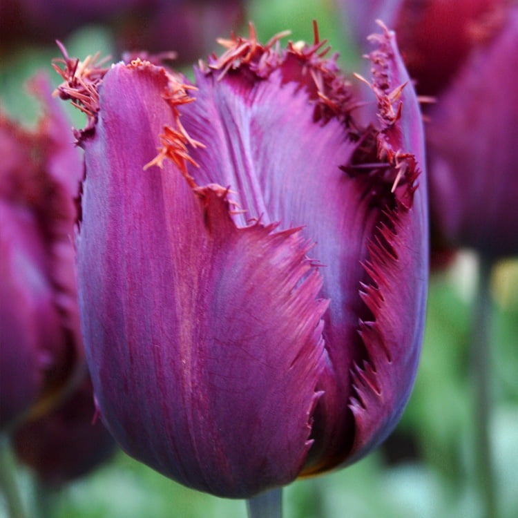 Curly Sue Fringed Tulip Flower Bulbs - 10 Bulbs per Pack - Good as Cut ...
