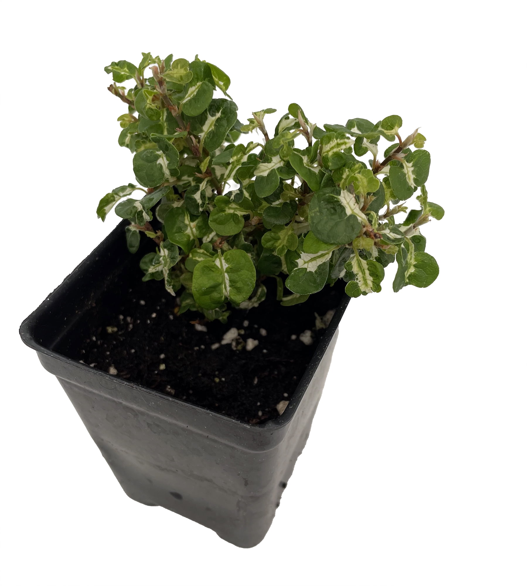 Curly Variegated Creeping Fig - Ficus pumila - Terrarium/Fairy Garden ...