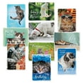 Current CATtitude All Occasion Greeting Cards Value Pack - Set of 20, 5 ...