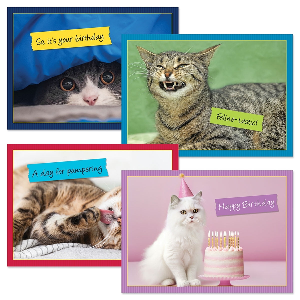 Current Cat Shenanigans Birthday Greeting Cards Value Pack - Set of 8 ...
