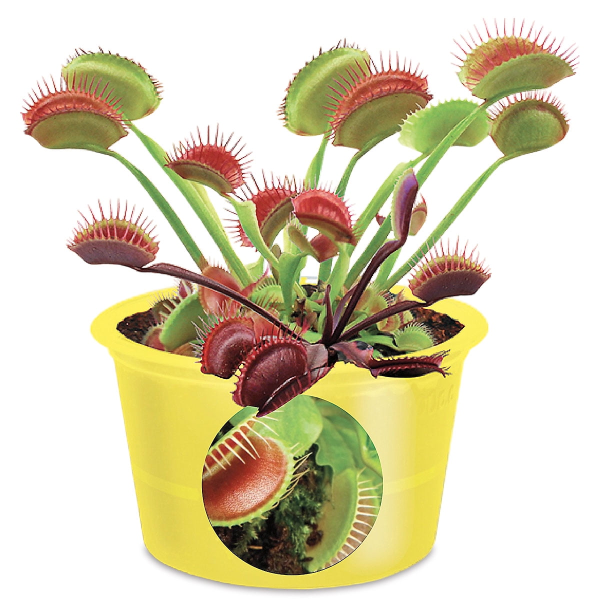 Current Ed Fly Trap Eco Seed Sprouts - Home Plant Germination Kit, Easy ...