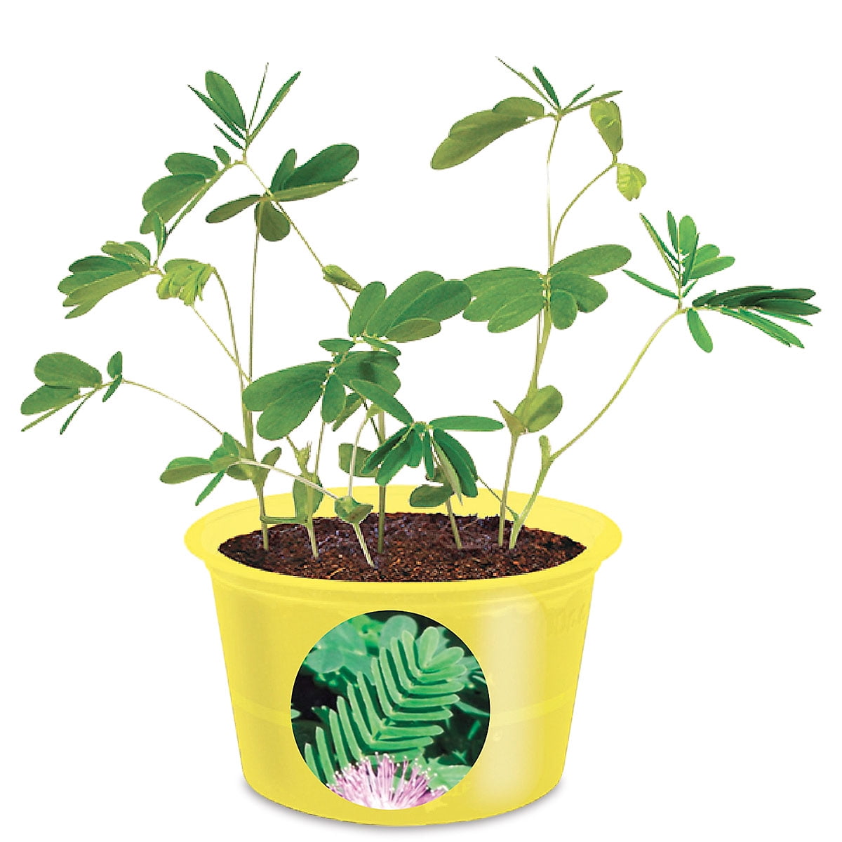 Current Michelle the Mover Eco Seed Sprouts - Home Plant Germination ...