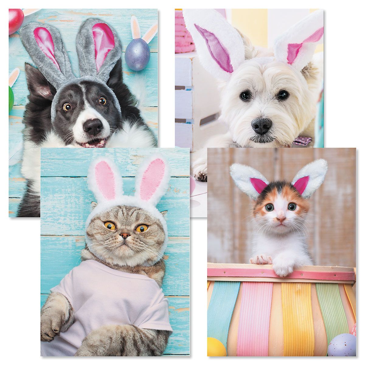 Avanti Press Kitten With Bunny Ears Cat Easter Card - Walmart.com