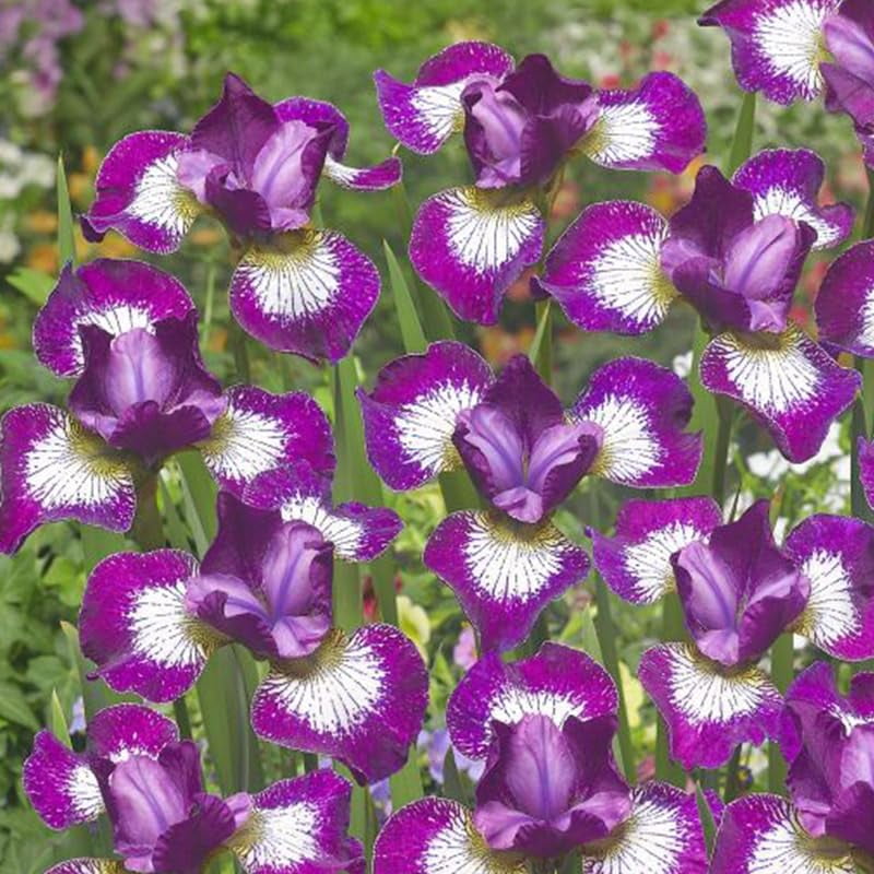 Currier Siberian Iris Flower Roots - 5 Bulbs per Pack - Deer Resistant ...