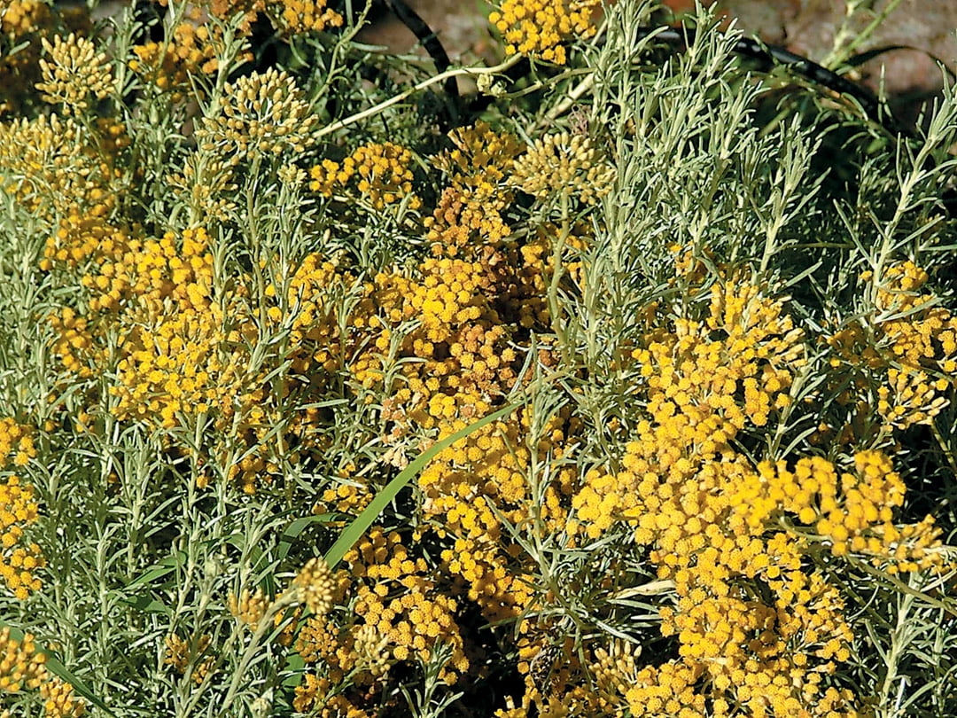 Curry Herb Live Plant - Helichrysum italicum - 3" Pot - Walmart.com