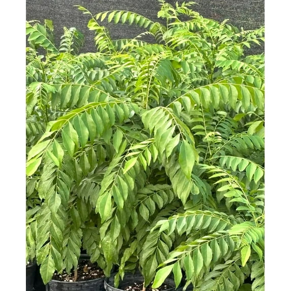 Curry Leaf Plant Live 2 Year Old in 4" Pot for Planting, Murraya ...