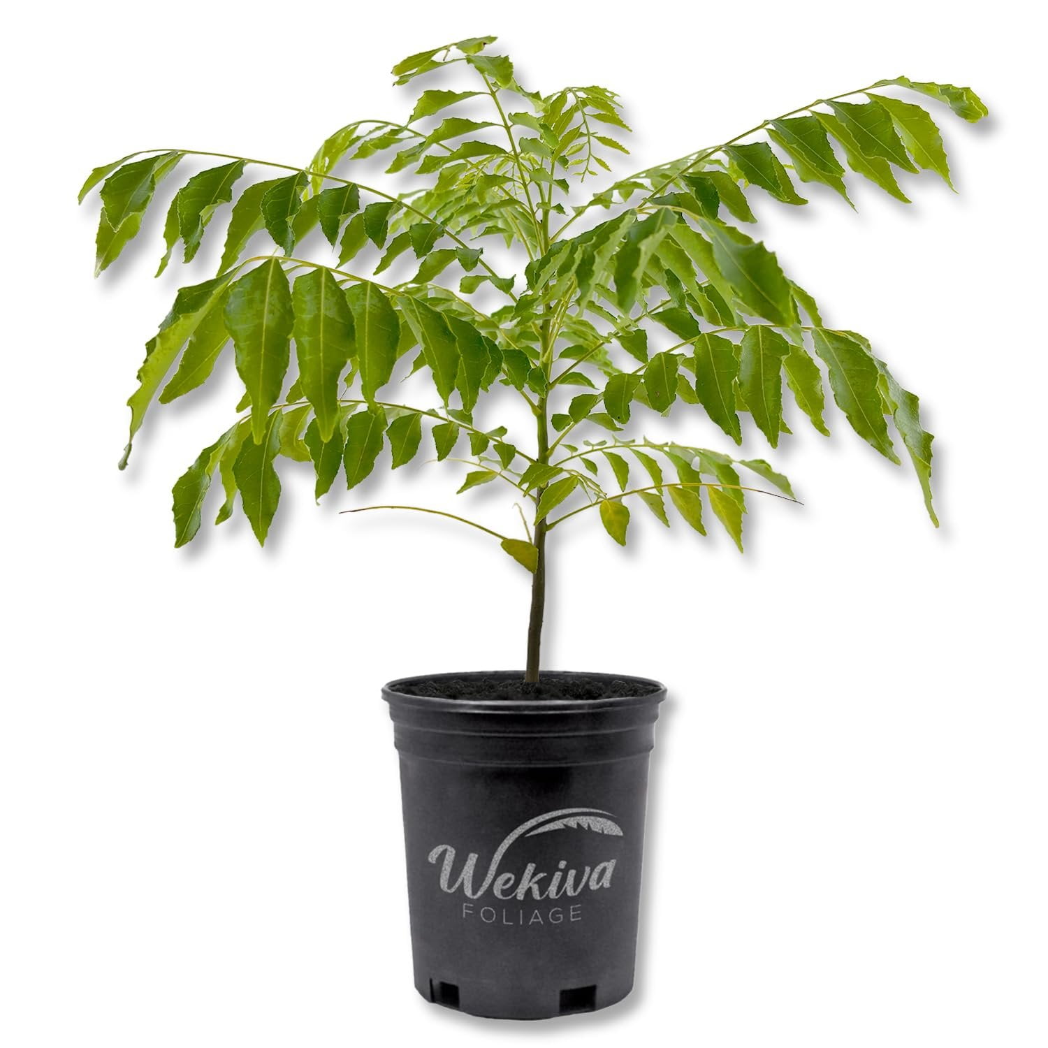 Curry Tree - Sweet Neem - Live Plant in a 1 Gallon Growers Pot ...