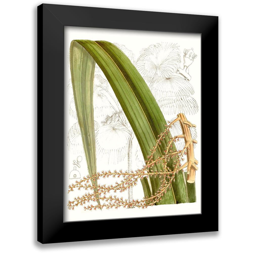 Curtis 15x18 Black Modern Framed Museum Art Print Titled - Palm Melange ...