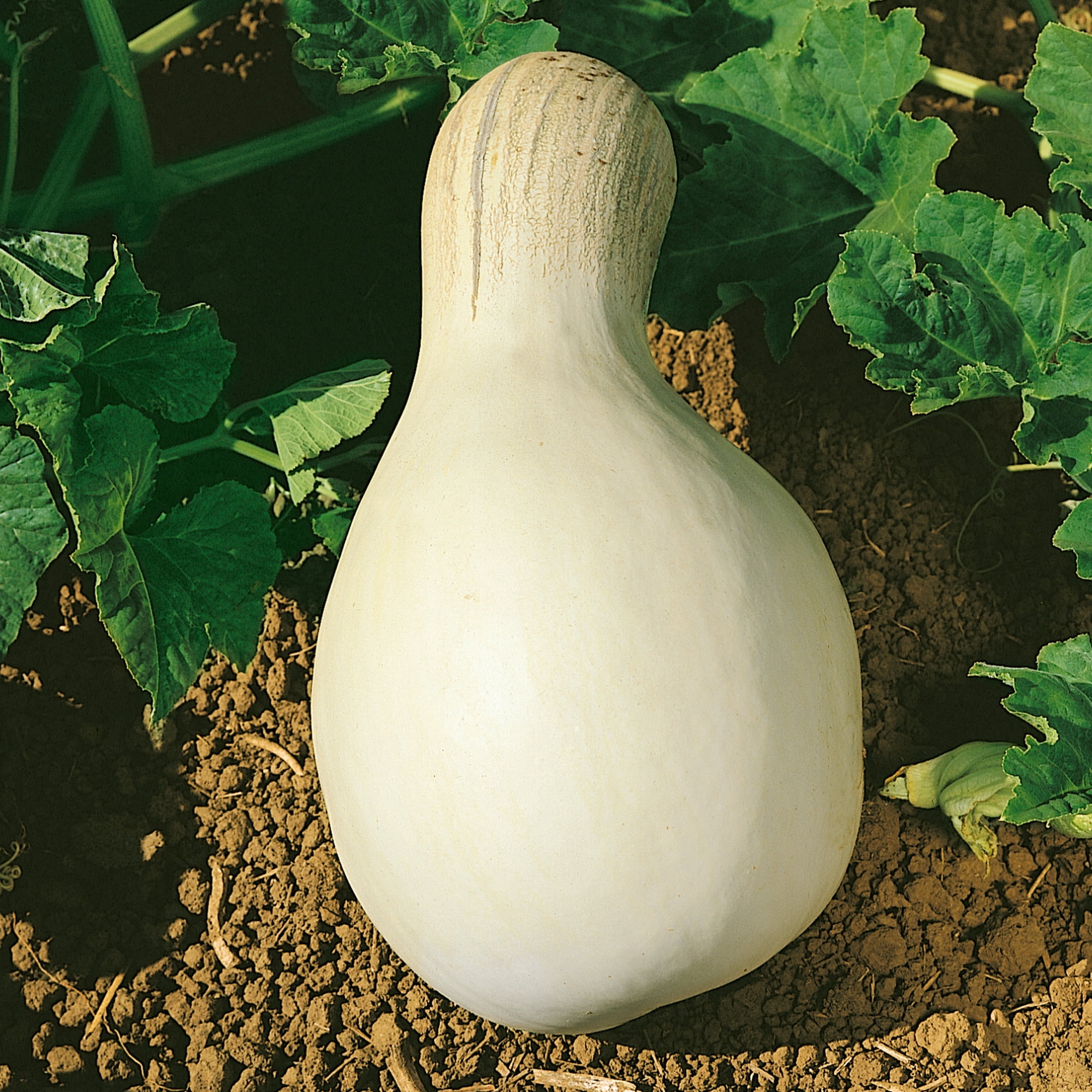 Cushaw White Pumpkin Seeds - 1 Oz ~175 Seeds - Non-GMO, Heirloom ...