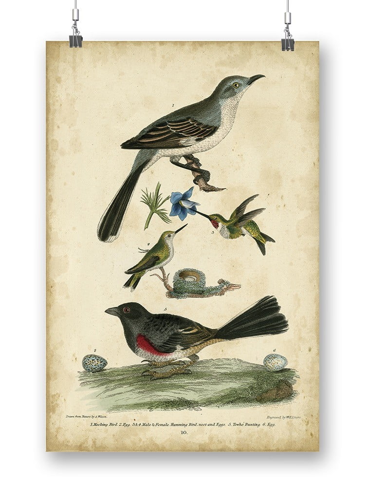 Custom Wilsons Mockingbird. Poster - Alexander Wilson Designs ...