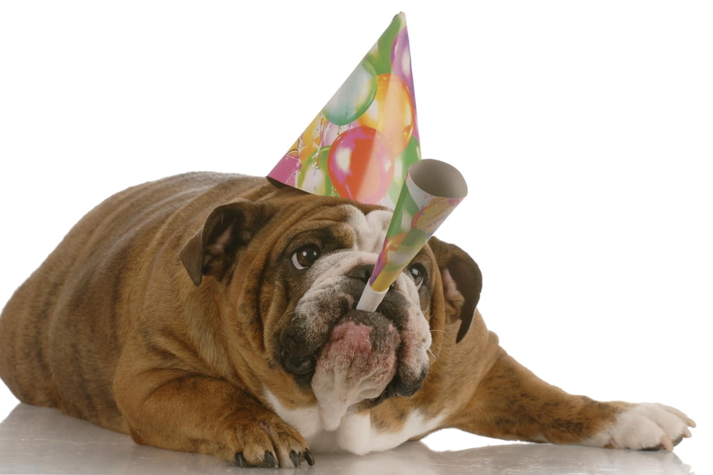 Cute Birthday Bulldog Dog With Party Hat and Horn Photo Photograph Cool ...