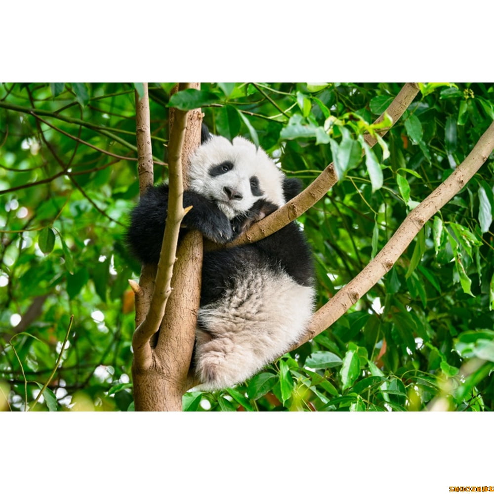 Cute Cartoon Panda Backdrop Bamboo Flowers Panda Banner for Baby Shower ...