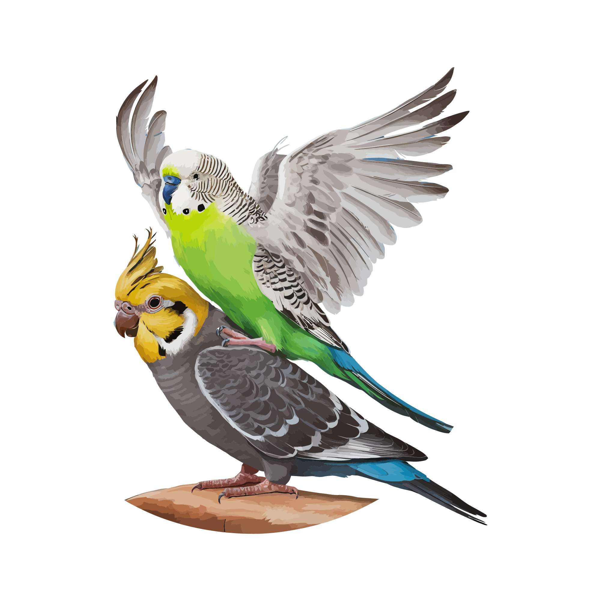 Cute Cockatiel Colorful Budgie Parrots Birds Wall Art Sticker Designs ...
