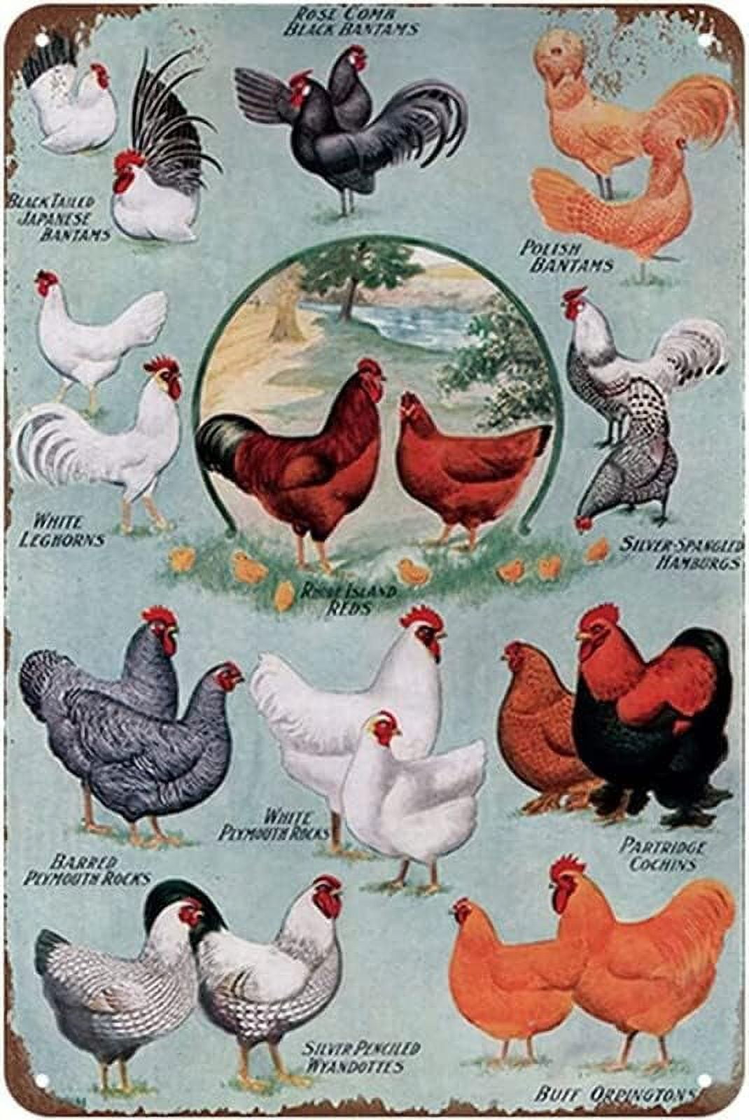 Cute Educational Breeds of Chickens Chart for Chicken Coop for Home 15 ...