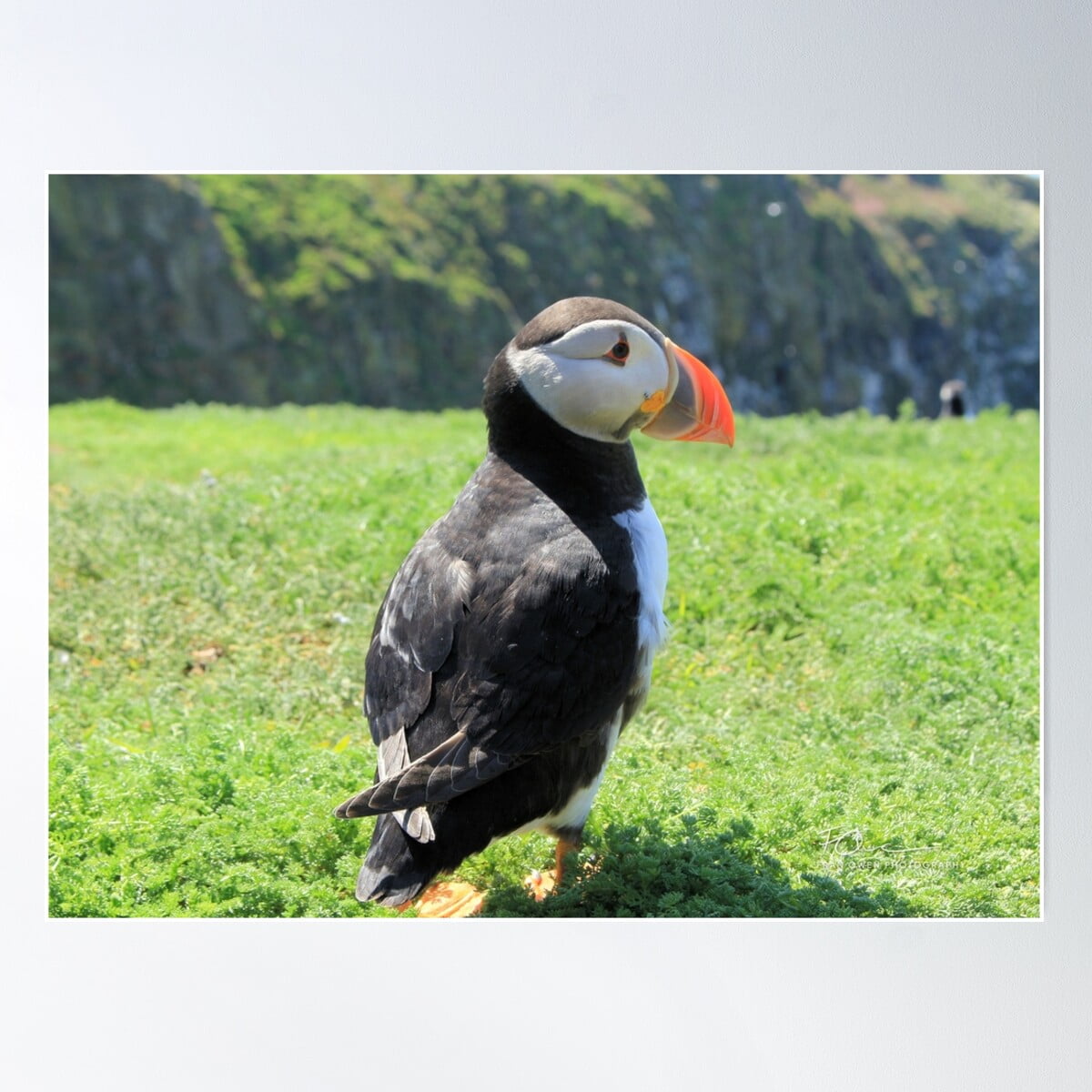 Cute Puffin Poster Wall Art Bedroom Wall Art Home Decor Office Wall Art ...