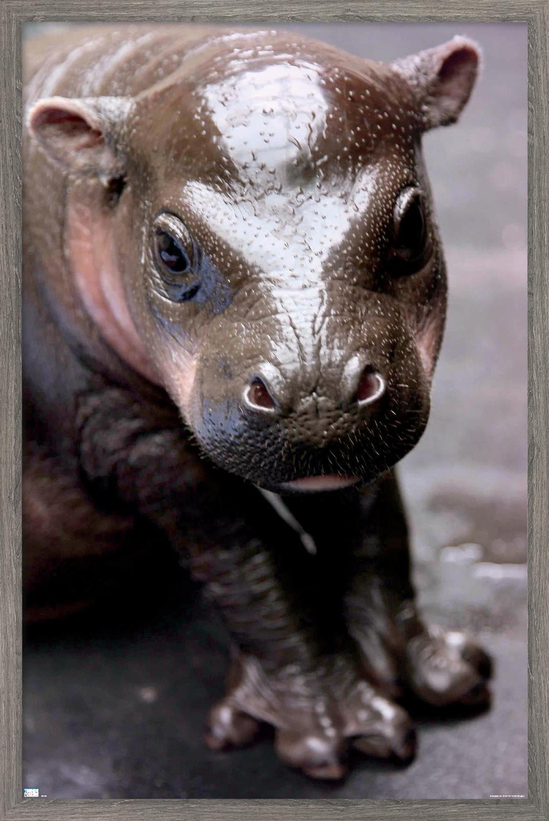 Cute Pygmy Hippopotamus Wall Poster, 22.375" x 34" Framed - Walmart.com