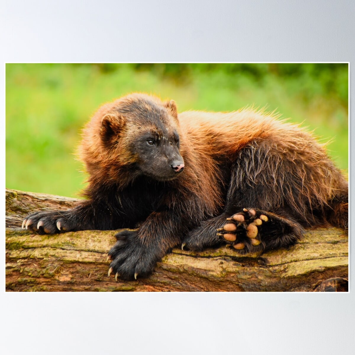 Cute Sitting Wolverine Poster Wall Art, Modern Wall Decor For Living ...