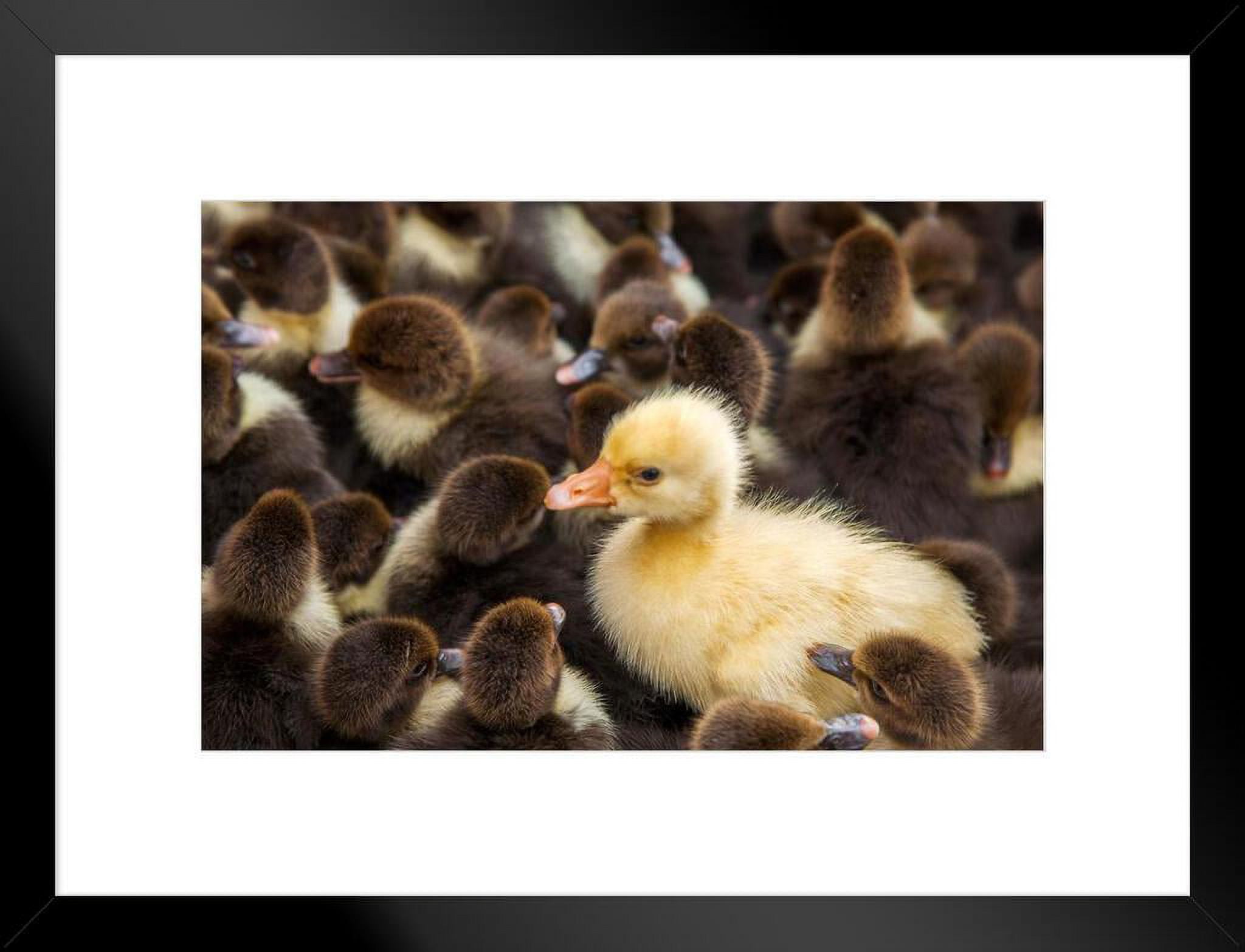 Cute Yellow Duck In Crowd of Brown Ducks Photograph Pictures Of Ducks ...