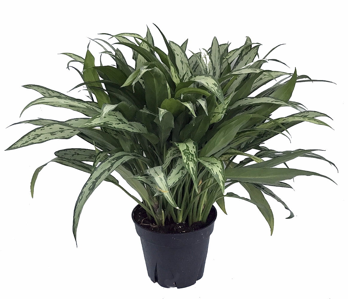 Cutlass Chinese Evergreen Plant - Aglaonema - Low Light - 4" Pot ...