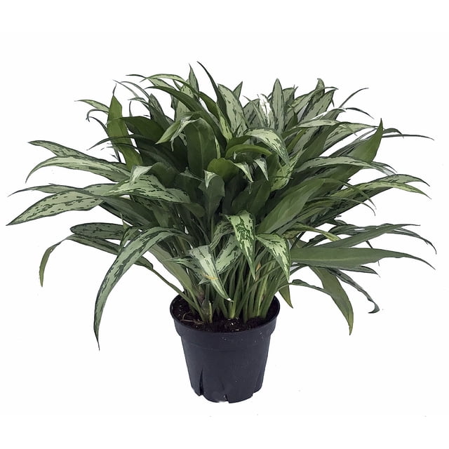 Cutlass Chinese Evergreen Plant - Aglaonema - Low Light - 4" Pot ...