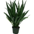 Cutlass Chinese Evergreen Plant - Aglaonema - Low Light - 6" Pot ...